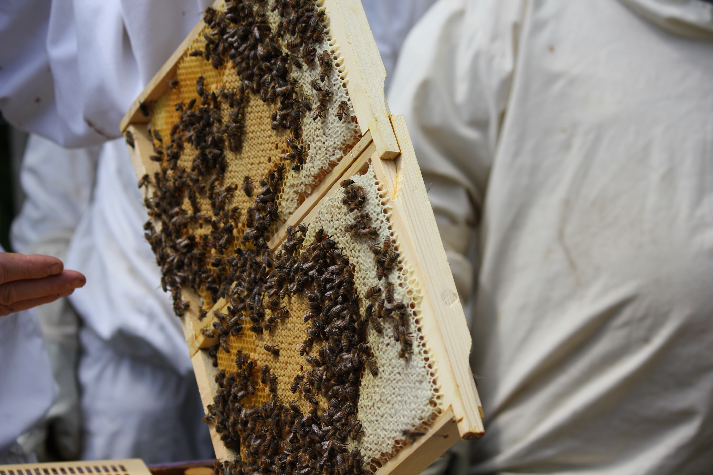 Comment développer son cheptel apicole | L'Abeille Dauphinoise