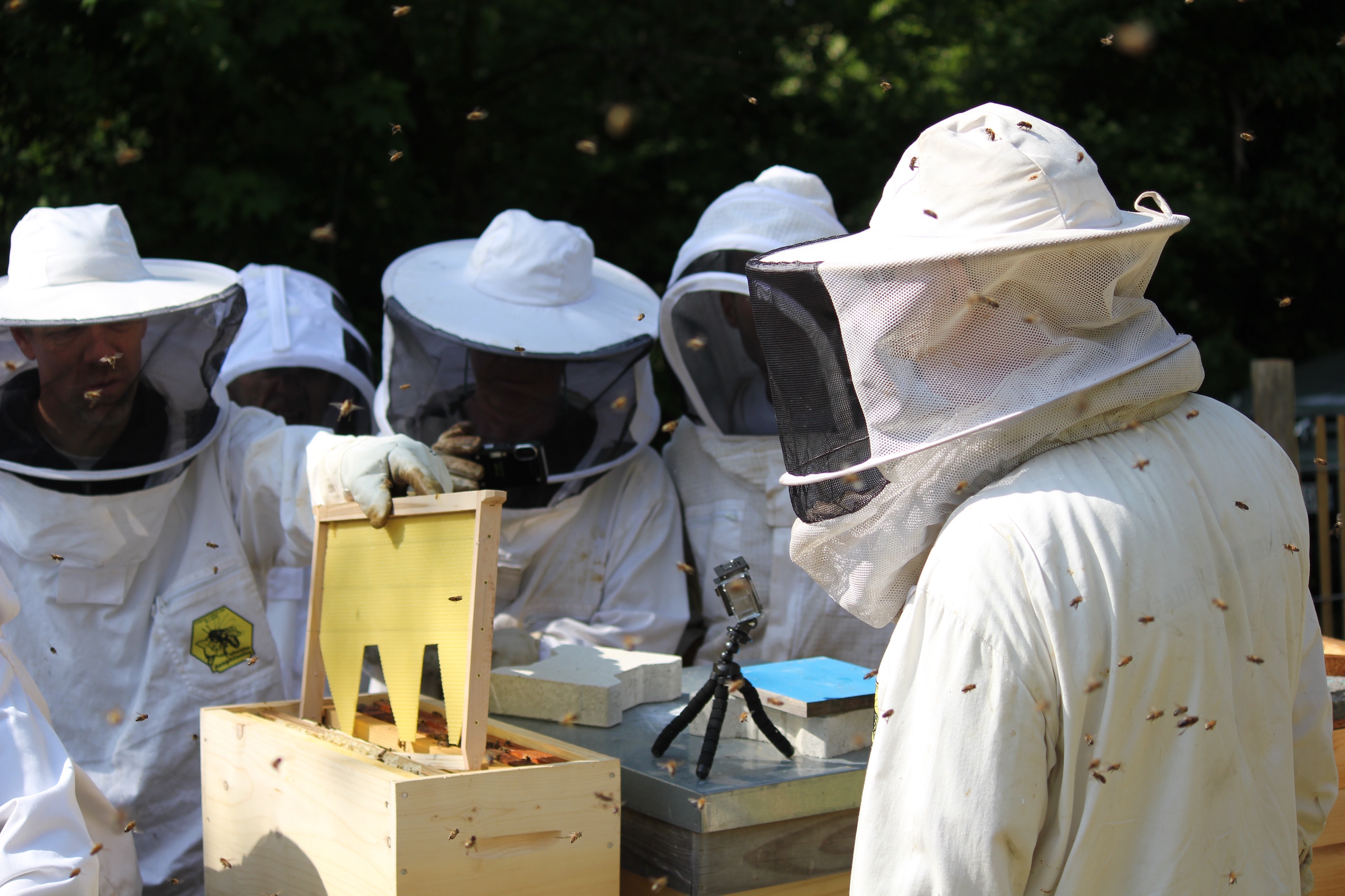 Comment développer son cheptel apicole | L'Abeille Dauphinoise