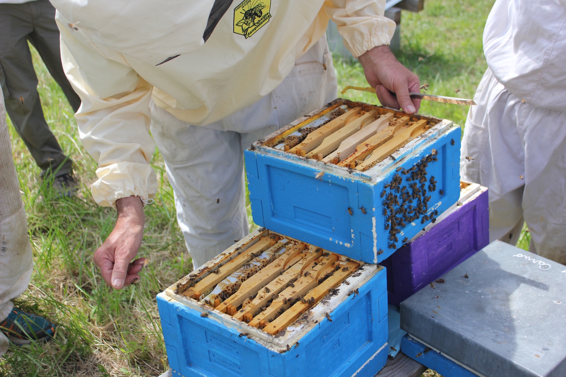 Comment développer son cheptel apicole | L'Abeille Dauphinoise